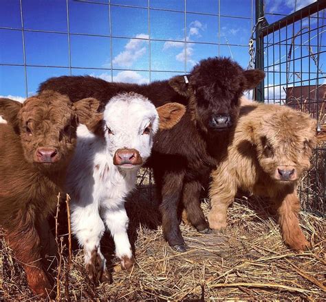 Farmhouse Charm On Instagram Which Cutie Do You Love The Most