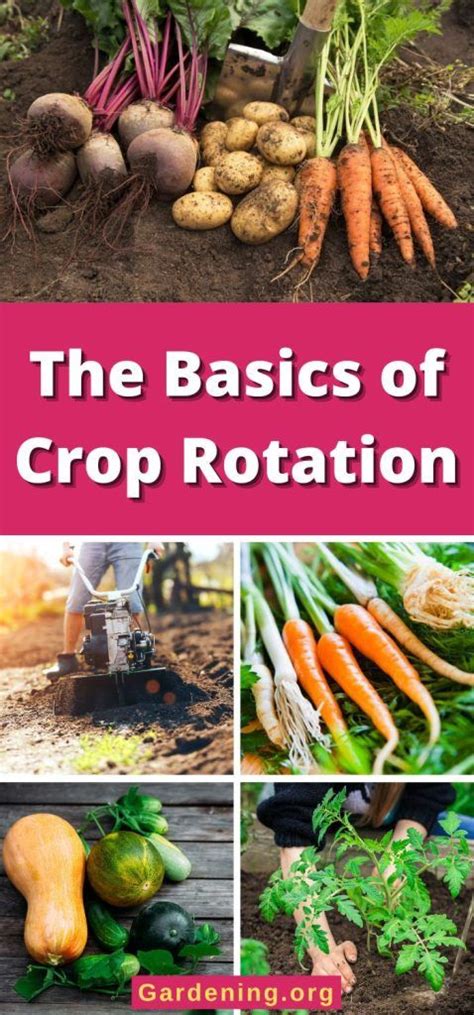 How To Rotate Garden Crops Why It Matters Crop Rotation Perennial