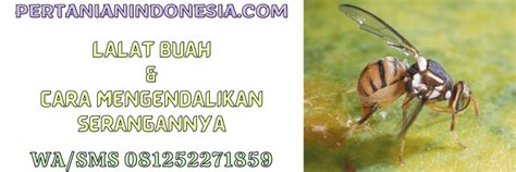 Insektisida Lalat Buah Paling Ampuh Untuk Petani Gunakan