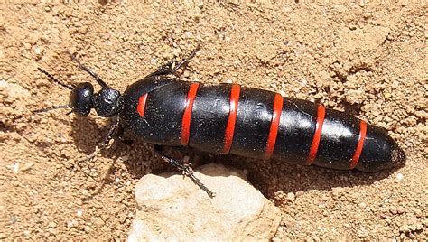 Los 10 insectos más peligrosos y mortales del mundo