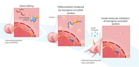 Directed Differentiation Of Gene Edited Pluripotent Stem Cells Factor