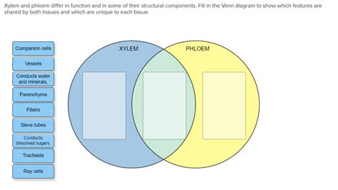 Solved Xylem And Phloem Differ In Function And In Some Of Chegg