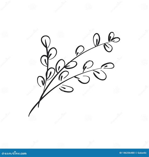 Willow Catkins Branch Hand Drawn Vector Illustration Stock Vector
