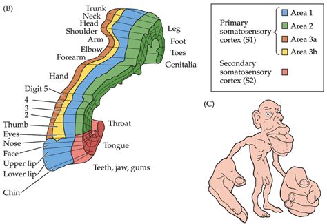 Result Images Of Where Is The Primary Somatosensory Cortex Located
