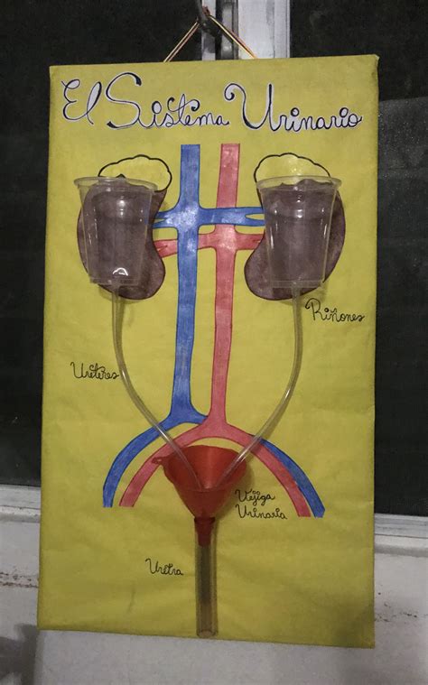 Aparato Excretor Modelos De Maquetas Aparatos Del Cuerpo Humano Porn