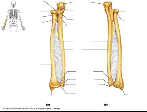 Radius And Ulna Anterior And Posterior View Diagram Quizlet