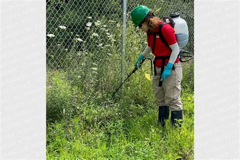 State Awards 3 6M For Invasive Species Projects SooLeader