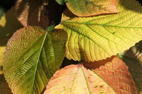 Hay Que Quitar Las Hojas Amarillas De Las Plantas
