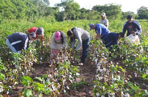 Buscan recuperar el cultivo de algodón Centinela ABC Color