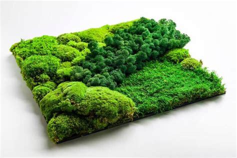 Jak zrobić obraz z mchu Krok po kroku Moss Decor