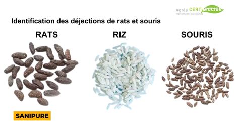 Crottes De Souris Sanipure