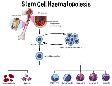Blood Stem Cell Illustrations Et Vecteurs Libres De Droits Stocklib