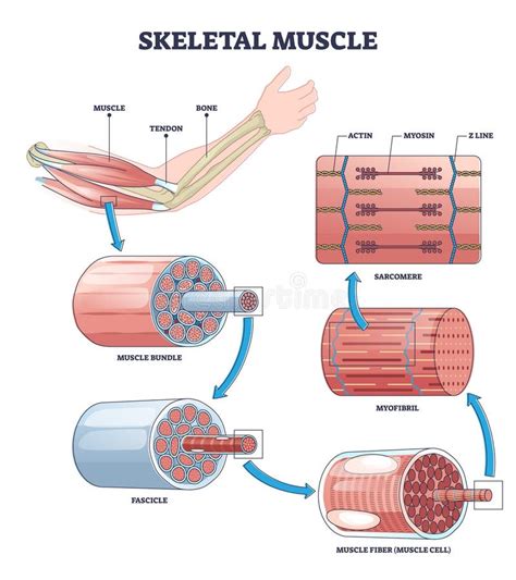 Capas De La Estructura Del Músculo Esquelético Con El Diagrama