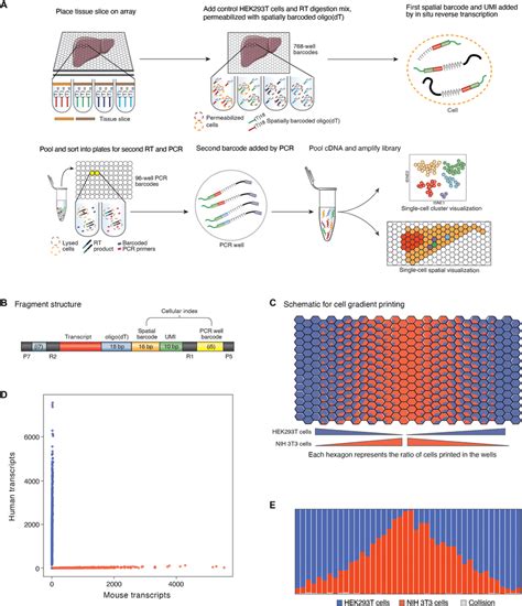 XYZeq Enables Single Cell And Spatial Transcriptome Profiling