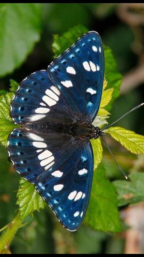A Blue Butterfly With White Spots On Its Wings Sitting On A Green Leafy