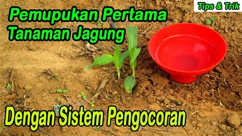 Cara Pemberian Pupuk Yang Paling Tepat Pada Tanaman Jagung Adalah