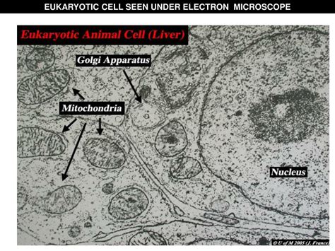 Electron Microscope Labelled Diagram