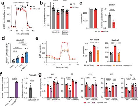 Lactate limits CNS autoimmunity by stabilizing HIF 1α in dendritic