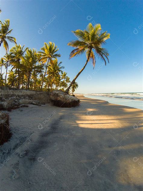 Paisagem Tropical Praia Coqueiros Ao Pôr do Sol Imagem