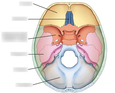 Cranium Superior Cutaway View Diagram Quizlet