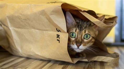 7 Maddede En Akıllı Kedi Cinsleri Zoo Blog
