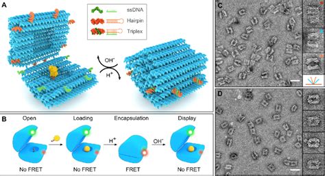 DNA Origami Nanocapsule Design And Function A A Hinged DNA Origami