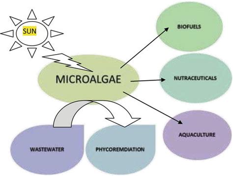 Biofuels From Microalgae IntechOpen