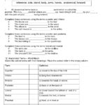 Directional Terms Worksheet Anatomy Physiology Anatomy Worksheets