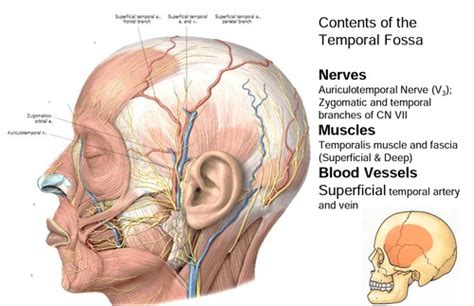 Temporal And Infratemporal Fossa Flashcards Quizlet