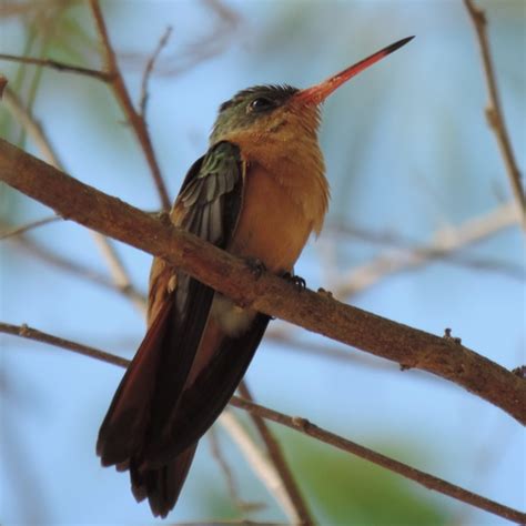 Colibrí canela Aves de la reserva de Xocén Yucatán México
