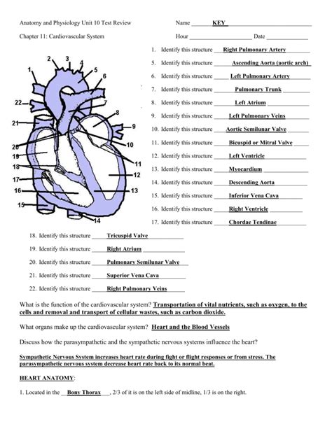 Anatomy And Physiology Unit Test Review