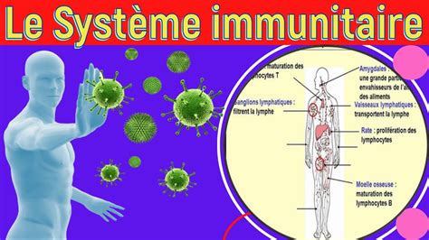 Système immunitaire