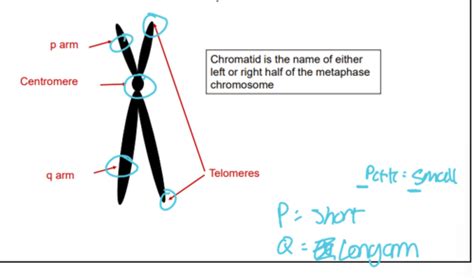 Chromosomal Abnormalities Flashcards Quizlet