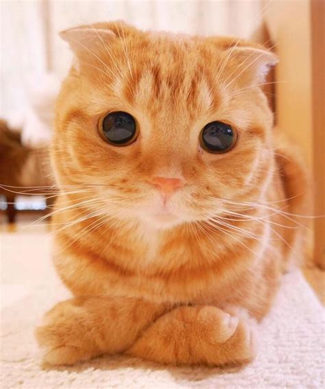 Gatos Mais Lindos Do Mundo 15 Humor 100 Limites