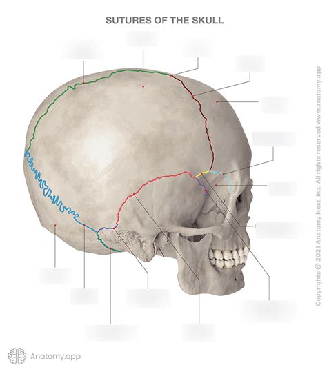 Skull Sutures Diagram Quizlet