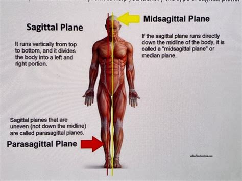 Kine Anatomical Kinesiology Final Exam Flashcards Quizlet