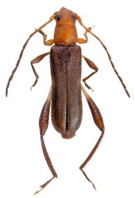 Cerambycidae Species Details