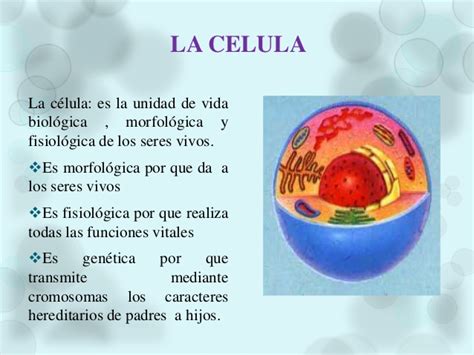 Cuadros sinópticos sobre las células Cuadro Comparativo