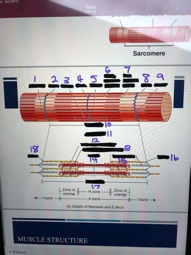 A P Lecture Exam Flashcards Quizlet