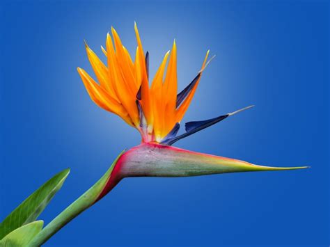 Bird Of Paradise Flower Clean Public Domain