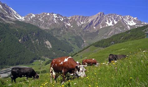 Razze Bovine