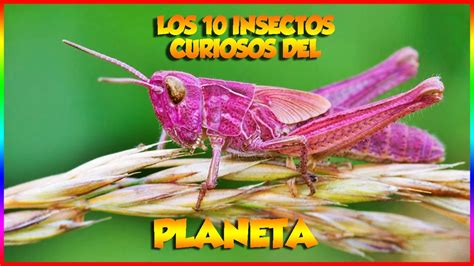 LOS 10 INSECTOS MÁS CURIOSOS DEL PLANETA YouTube
