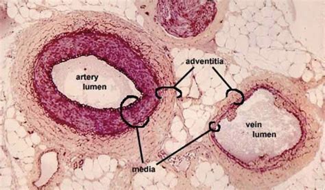 Lab Anatomy Of Blood Vessels Flashcards Quizlet