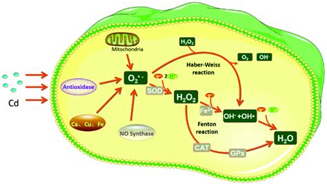 Schematic Diagram Of ROS Metabolism And Oxidative Stress Induced By Cd
