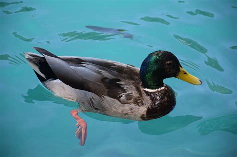 Dzikie Kaczki Kaczka Ptactwo Wodne Darmowe zdjęcie na Pixabay