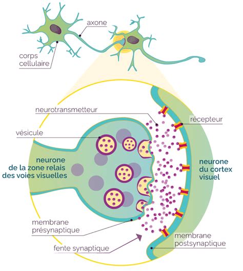 L Effet Des Drogues Sur La Transmission Synaptique MyMaxicours