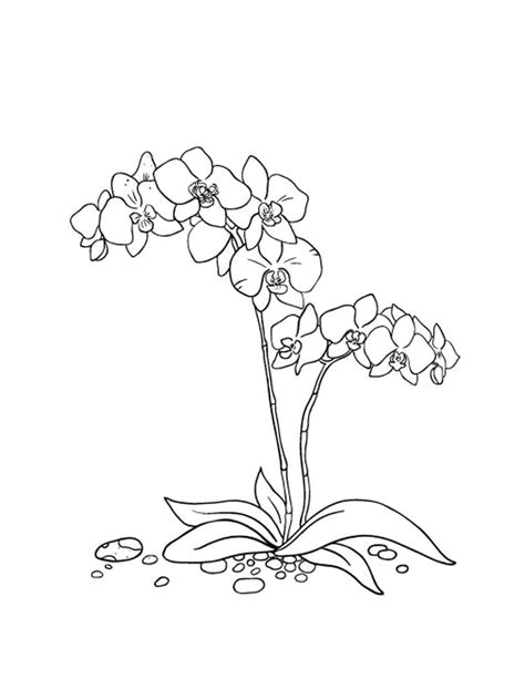 Desenhos de Orquídea para colorir Pop Lembrancinhas