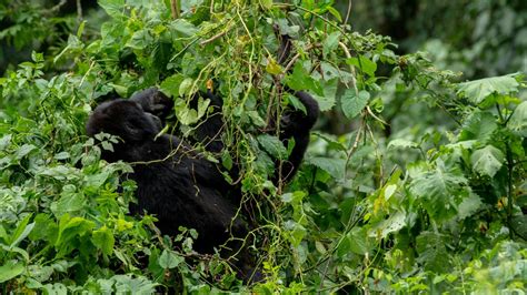 How To Plan A Rushaga Gorilla Habituation Experience Safari From Kigali
