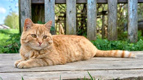 Buch über Katzen Von Miezen Mumien bis zu Garfields Streifen STERN de