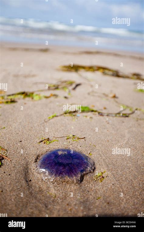 Purple Jellyfish Washed Up On The Beach At Whitsand Bay In Cornwall